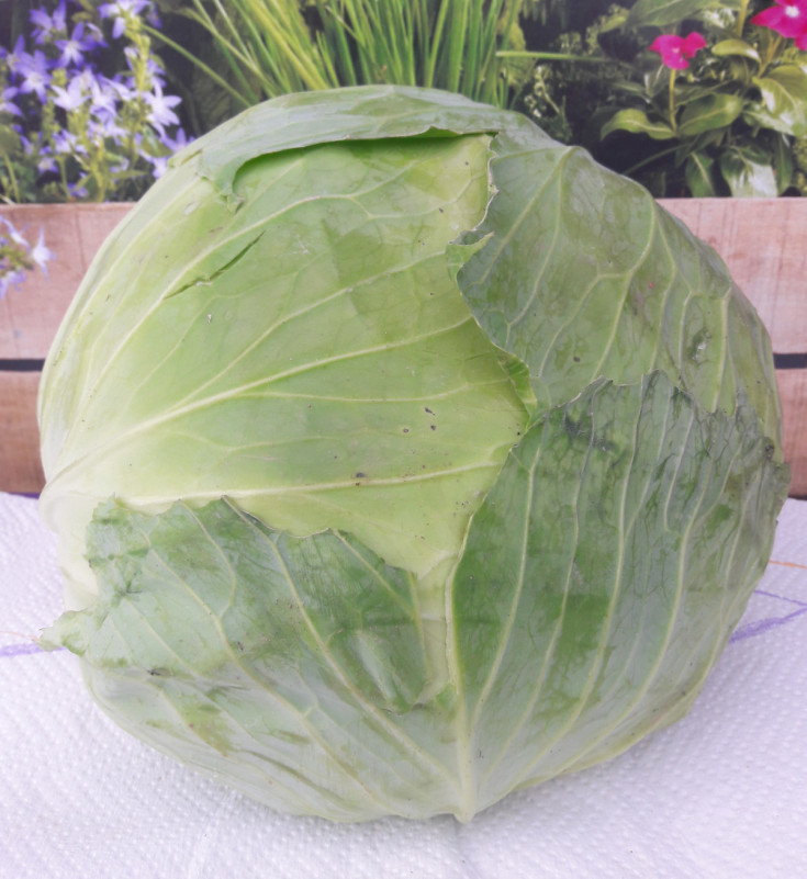 Weißkraut - Håller-Regio-Kistl