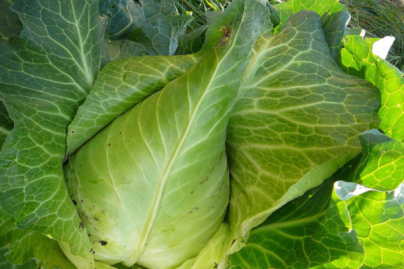 Spitzkraut - Håller-Regio-Kistl